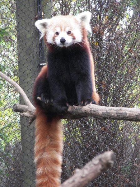 Kızıl Panda - A-Z Hayvanlar