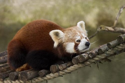 Kızıl Panda - A-Z Hayvanlar