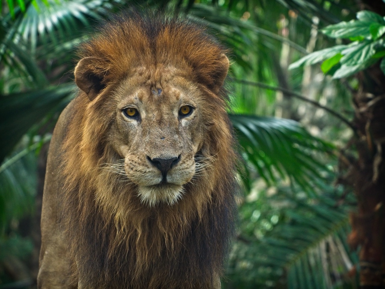 Aslan A Z Hayvanlar