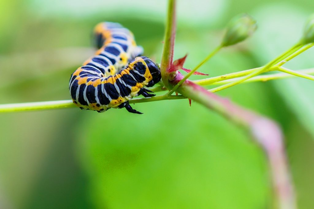 Tırtıl (Larva) - A-Z Hayvanlar