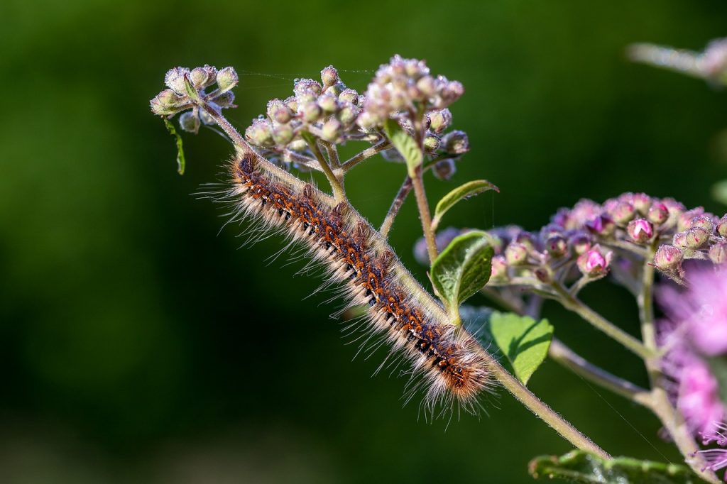 Tırtıl (Larva) - A-Z Hayvanlar