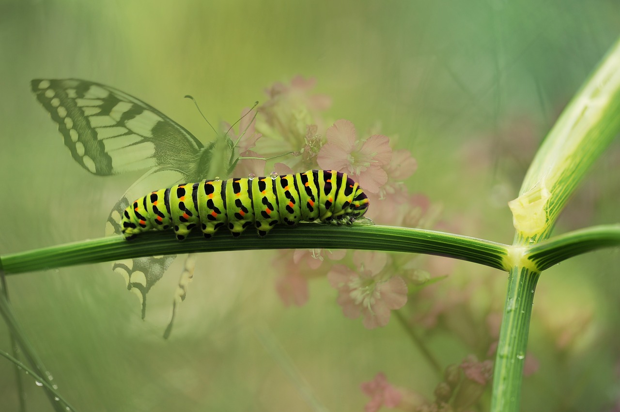 Tırtıl (Larva) - A-Z Hayvanlar