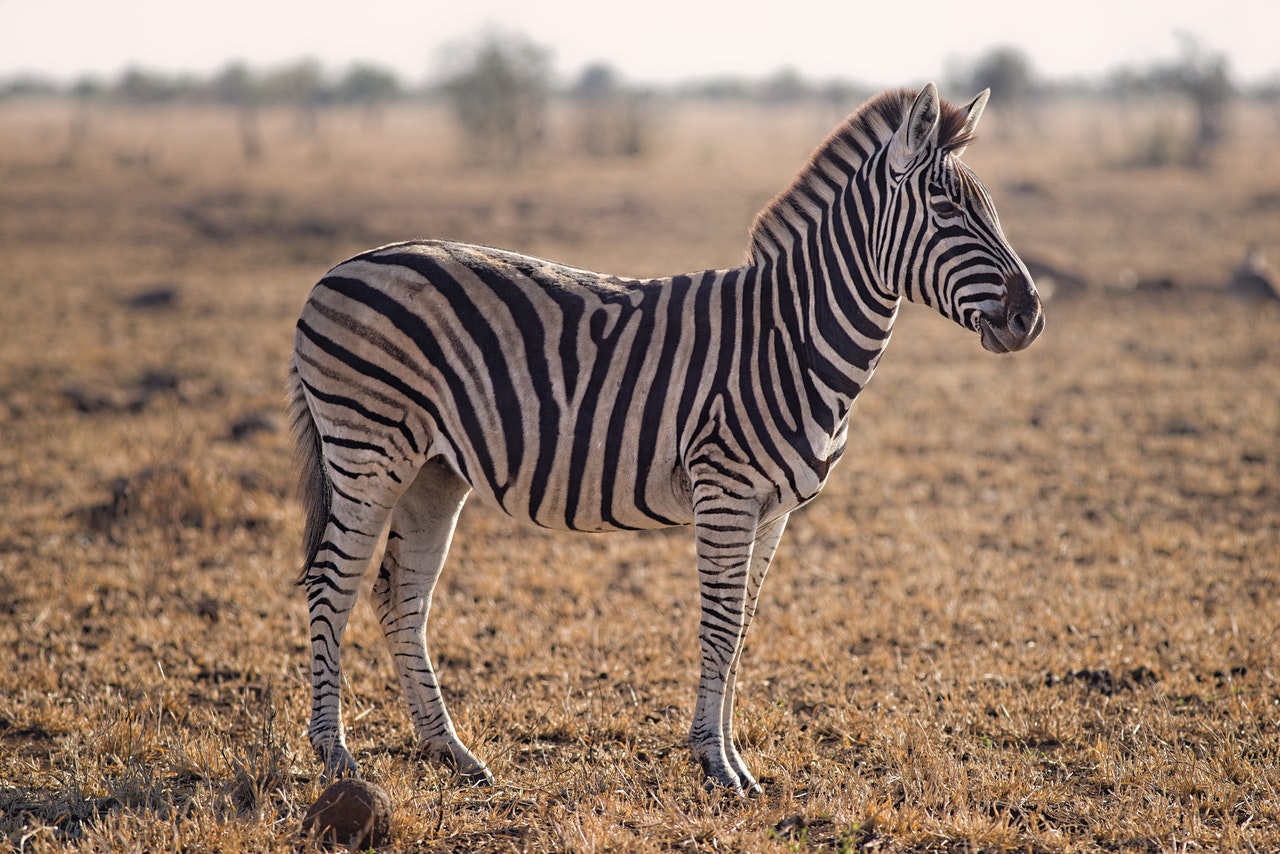Zebra - A-Z Hayvanlar