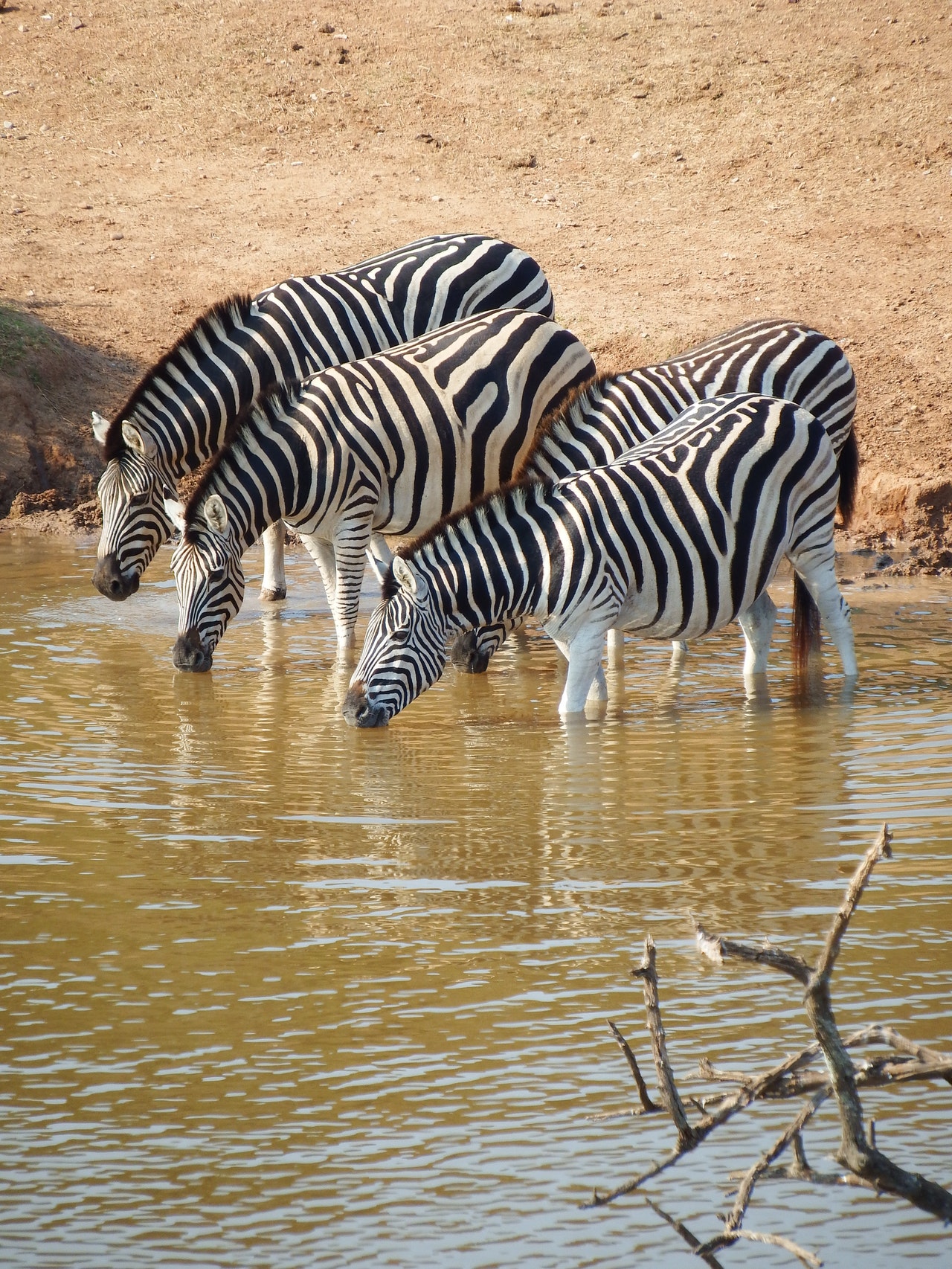 Zebra - A-Z Hayvanlar