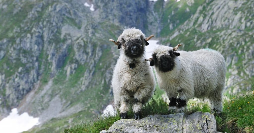 Koyun - A-Z Hayvanlar