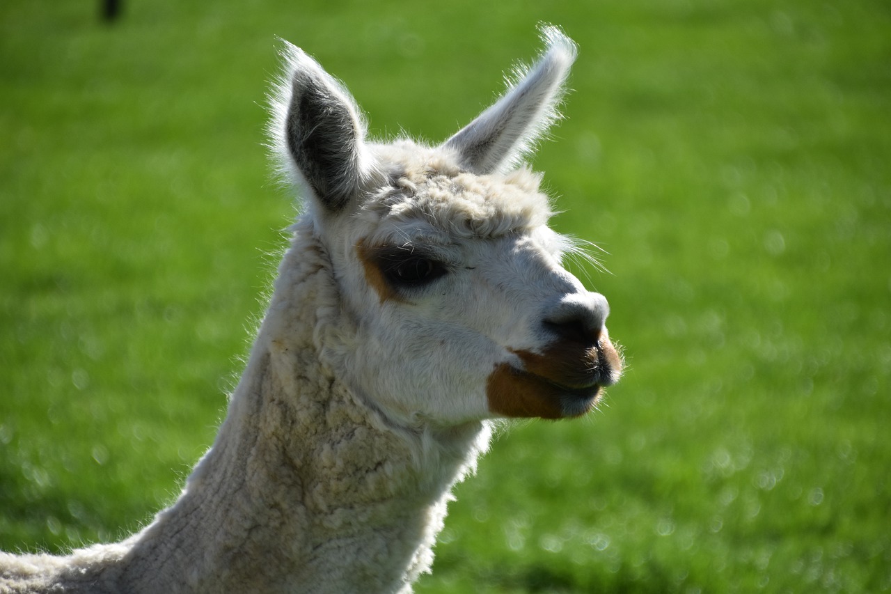 Lama - A-Z Hayvanlar