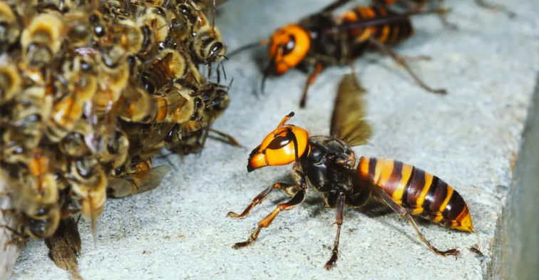 Asya Dev Eşek Arısı - A-Z Hayvanlar