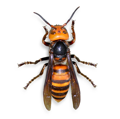 Asya Dev Eşek Arısı - A-Z Hayvanlar