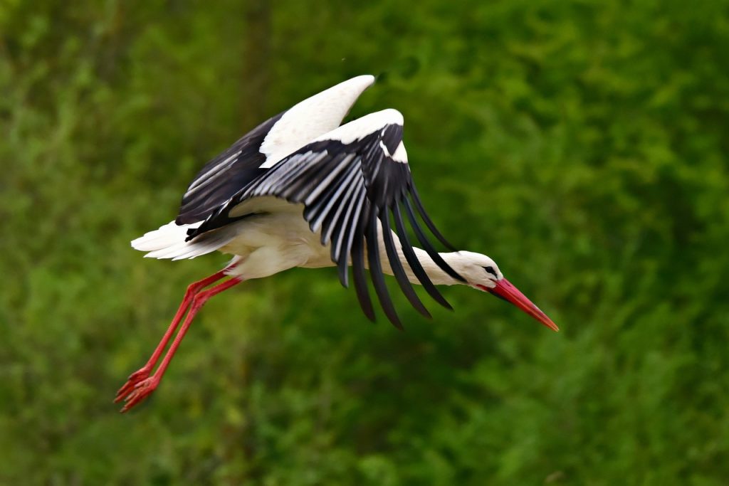 Leylek - A-Z Hayvanlar