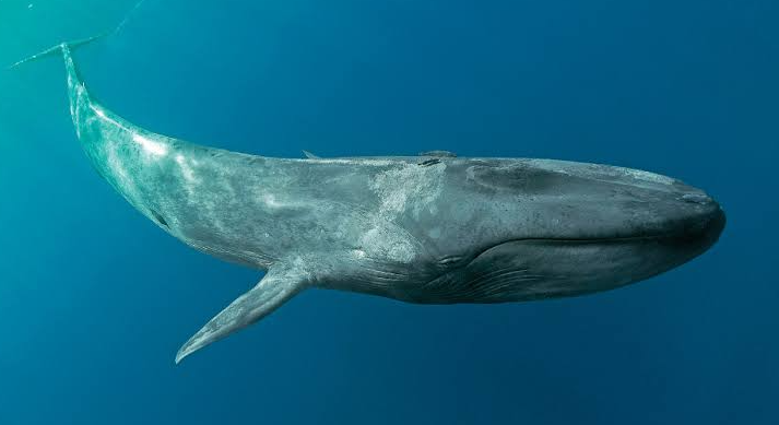 Mavi Balina - A-Z Hayvanlar