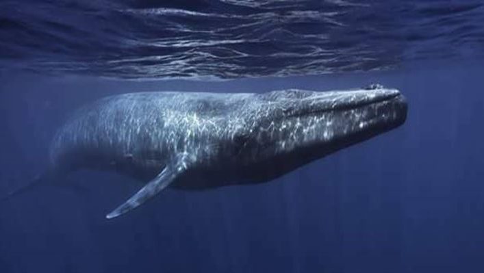 Mavi Balina - A-Z Hayvanlar