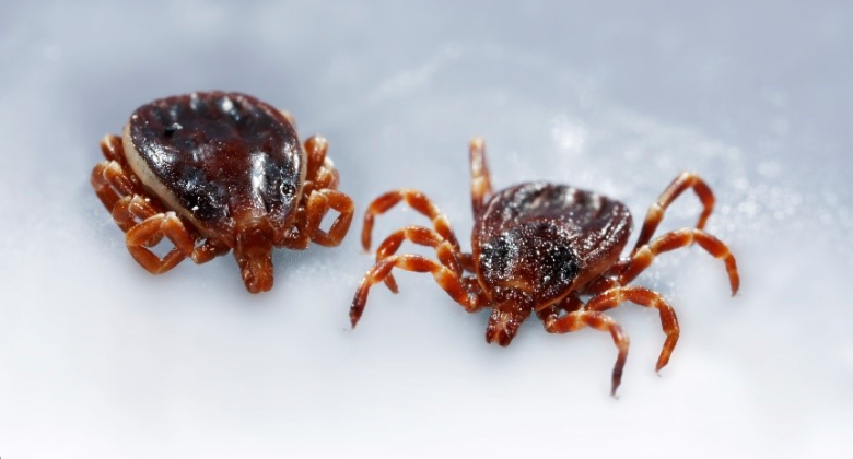 Kene - A-Z Hayvanlar