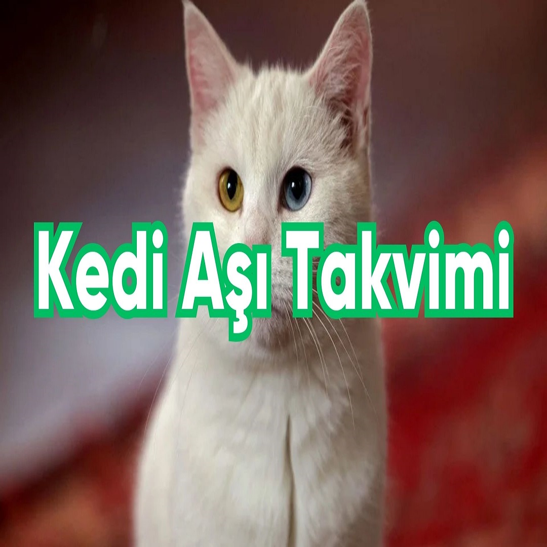 Kedi Aşı Takvimi - A-Z Hayvanlar