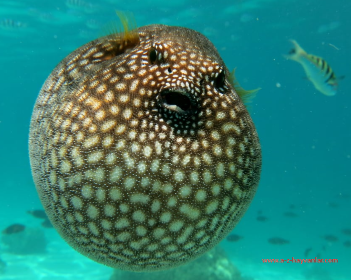 Balon Balığı - A-Z Hayvanlar