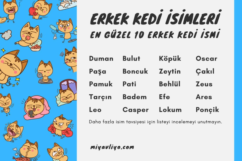 Popüler Erkek Kedi İsimleri - A-Z Hayvanlar
