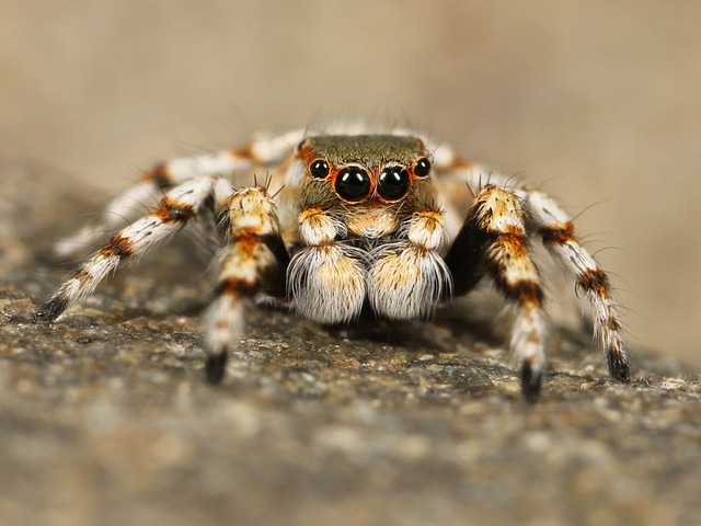 Tarantula - A-Z Hayvanlar