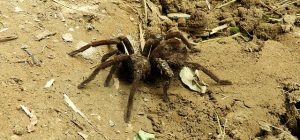 Tarantula - A-Z Hayvanlar